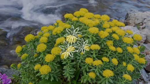 Rhodiola als adaptogeen kruid bij stress - Charlotte Labee Supplements